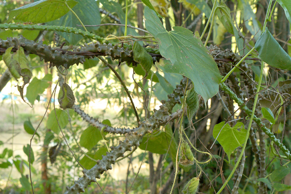 Guduci – Tinospora cordifolia - Indian Medicinal Plants