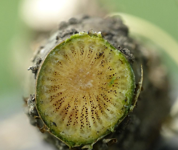 Guduci – Tinospora cordifolia - Indian Medicinal Plants