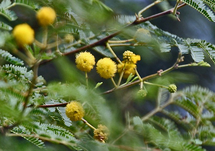 Acacia arabica Wilid. var. indica Benth. - Indian Medicinal Plants
